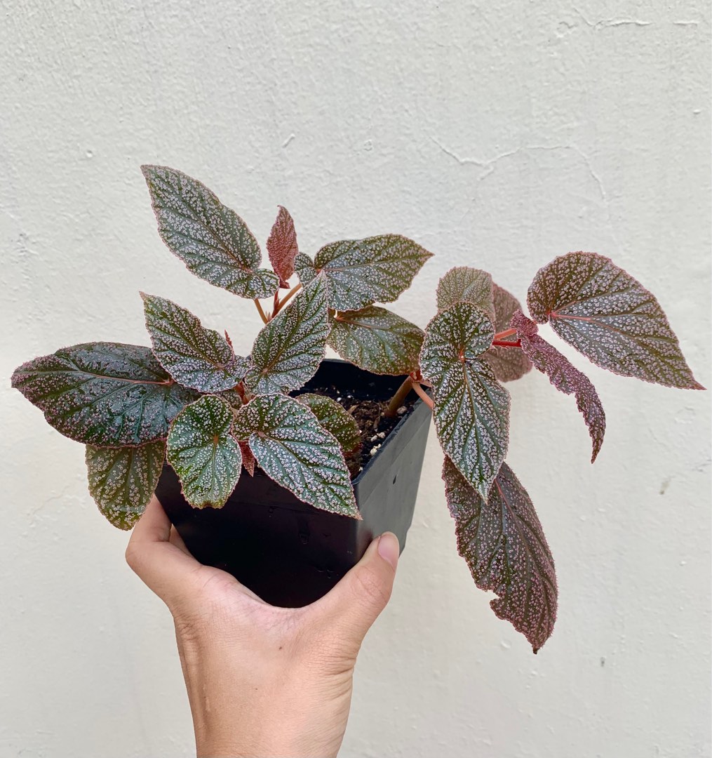 Begonia U062, Furniture & Home Living, Gardening, Plants & Seeds on ...