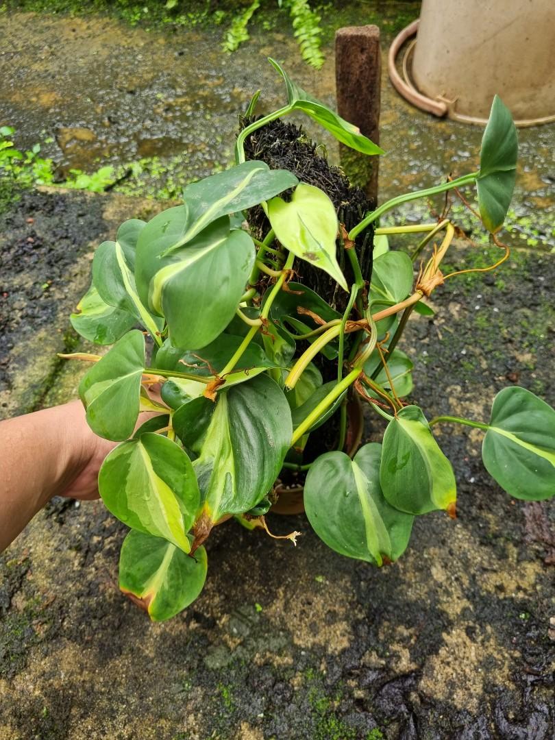 Big Philo Gabby Cream Splash, Furniture & Home Living, Gardening ...