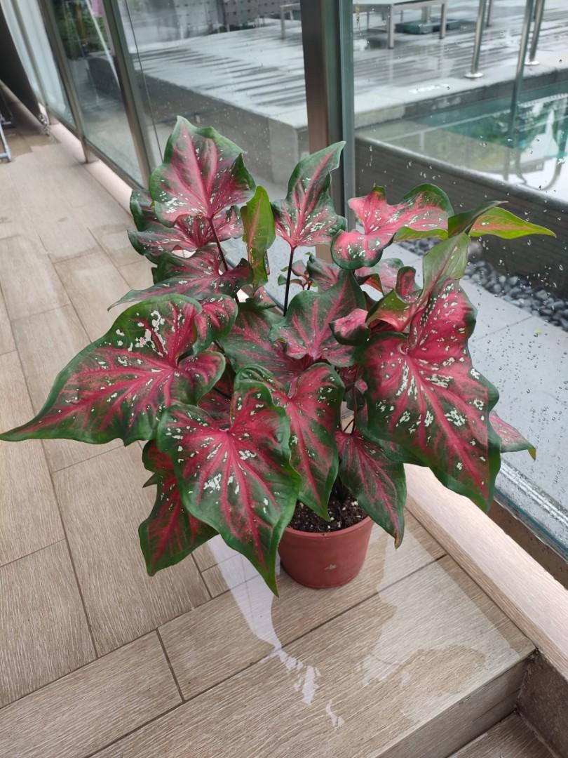 Caladium sp., Furniture & Home Living, Gardening, Plants & Seeds on ...