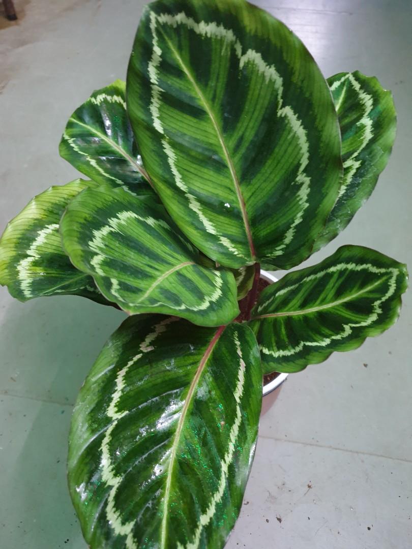 Calathea Neon Variegated, Furniture & Home Living, Gardening, Plants ...