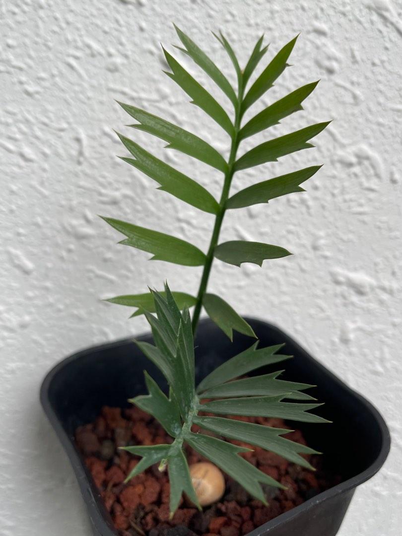 Encephalartos Horridus Dwarf ( Blue Cycad), Furniture & Home Living ...