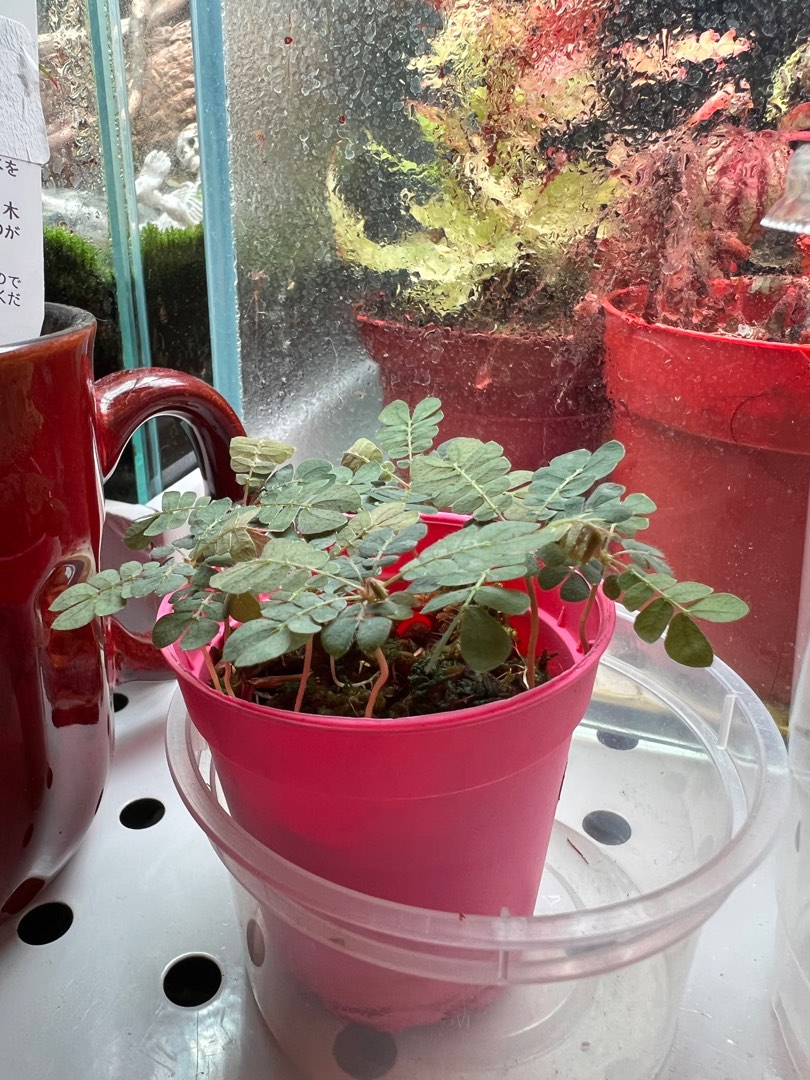 Mini coconut tree for terrarium- biophytum, Furniture & Home Living ...