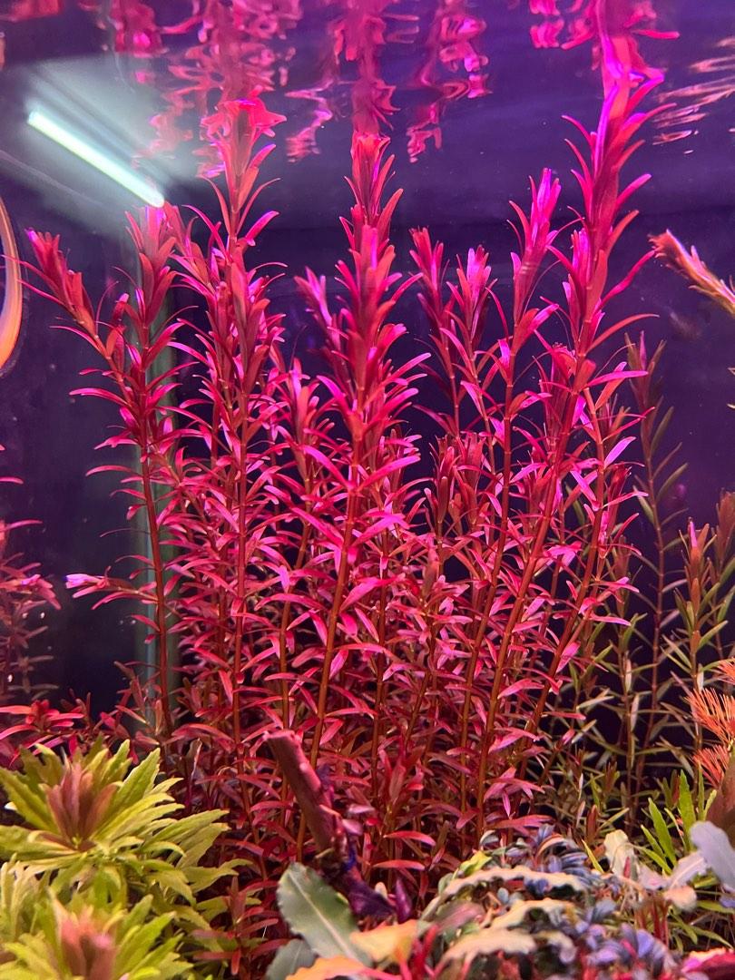 Rotala Blood Red |Stem| Aquatic Plants, Furniture & Home Living ...