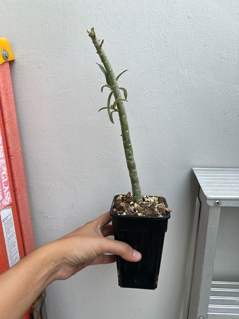 Adenium nova Tanzania, Furniture & Home Living, Gardening, Plants ...