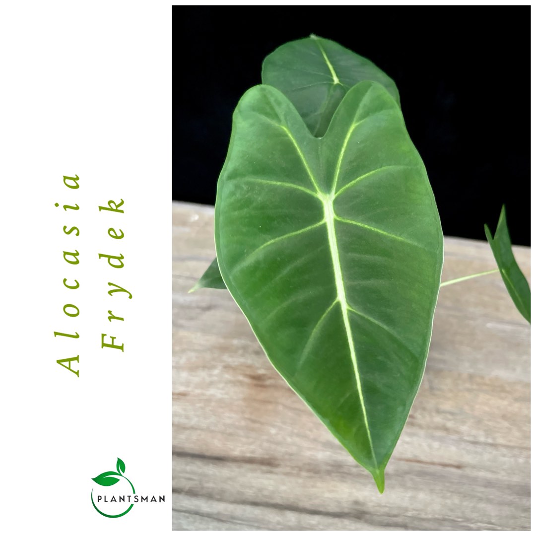 Alocasia Frydek, Furniture & Home Living, Gardening, Plants & Seeds on ...