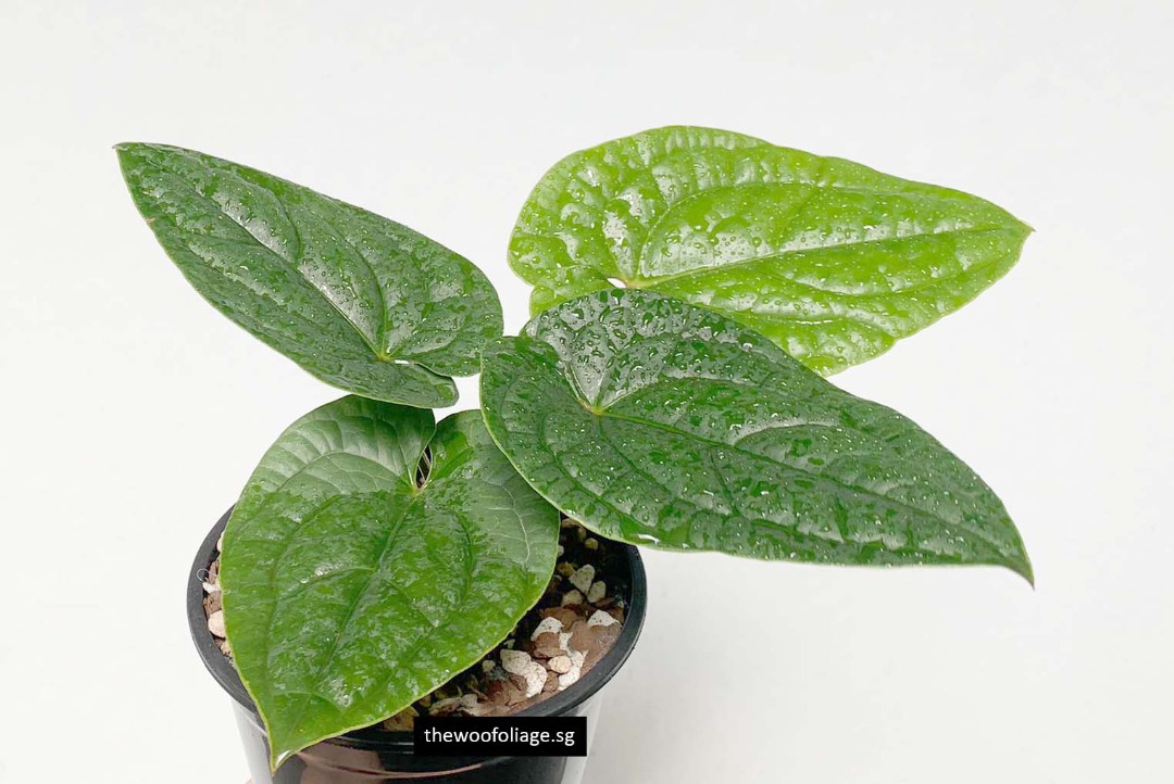 Anthurium Radican, Furniture & Home Living, Gardening, Plants & Seeds ...