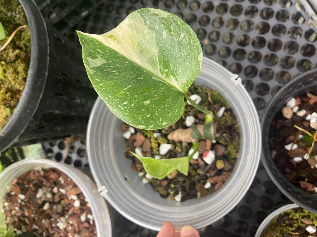 Baby monstera thai constellation tri-colour variegated, Furniture ...