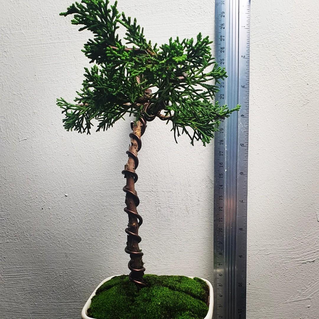 Bonsai Taiwan Juniper with Moss (台湾真柏), Furniture & Home Living ...