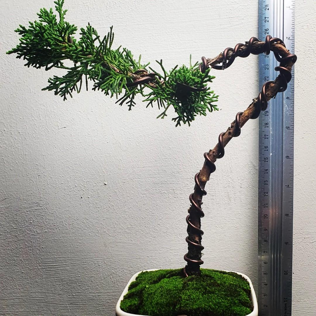 Bonsai Taiwan Juniper with Moss (台湾真柏), Furniture & Home Living ...