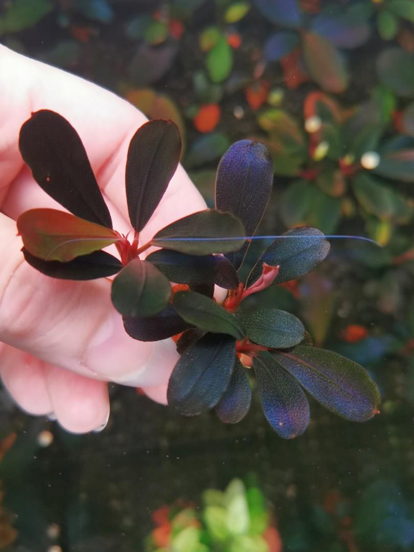 Bucep Bucephalandra SP, Furniture & Home Living, Gardening, Plants ...