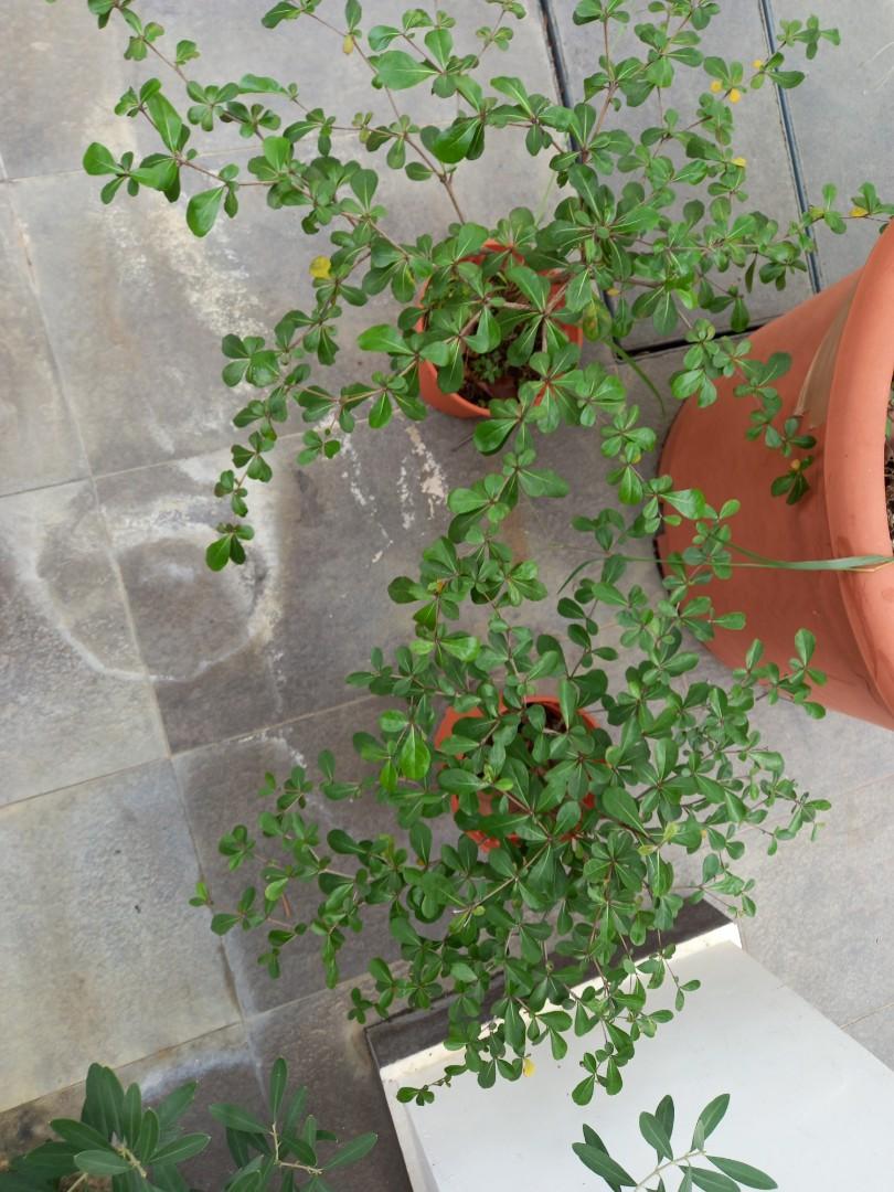 Bucida plant, Furniture & Home Living, Gardening, Plants & Seeds on ...