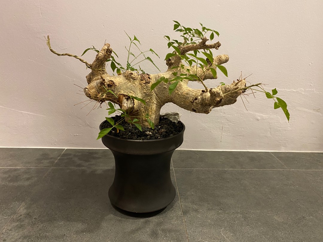 Commiphora Drake Spp, Furniture & Home Living, Gardening, Plants ...