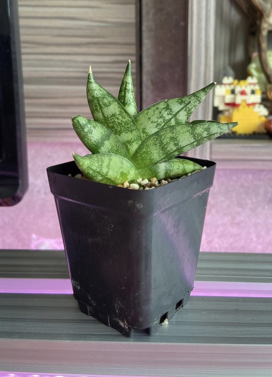 Mini Boncel Sanseveria, Haworthia Limifolia , Furniture & Home Living ...