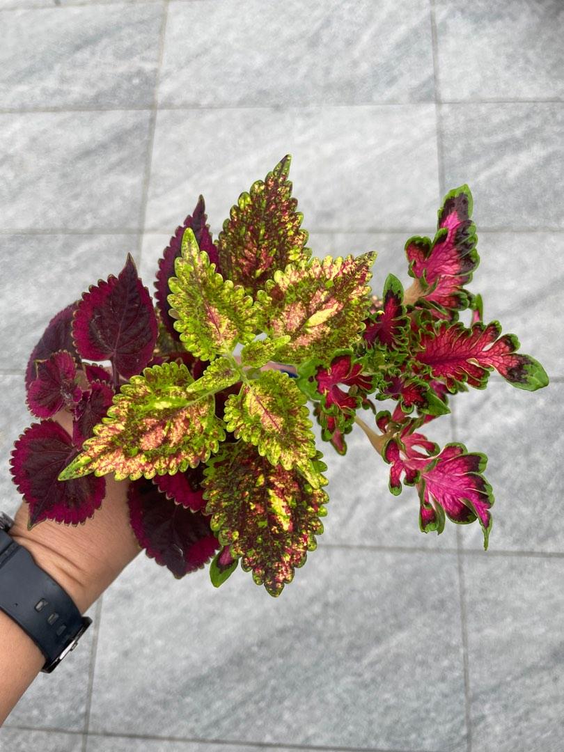 RARE!! Coleus Piñata! ️, Furniture & Home Living, Gardening, Plants ...