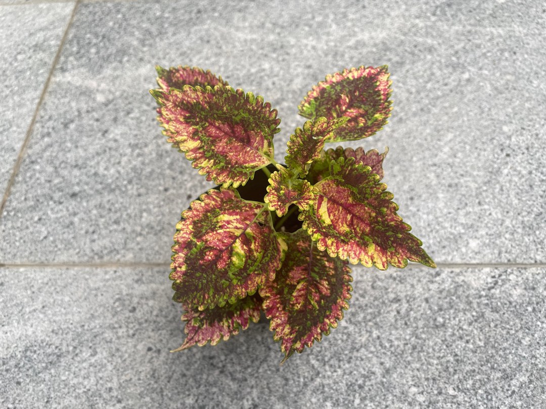 RARE!! Coleus Piñata! ️, Furniture & Home Living, Gardening, Plants ...
