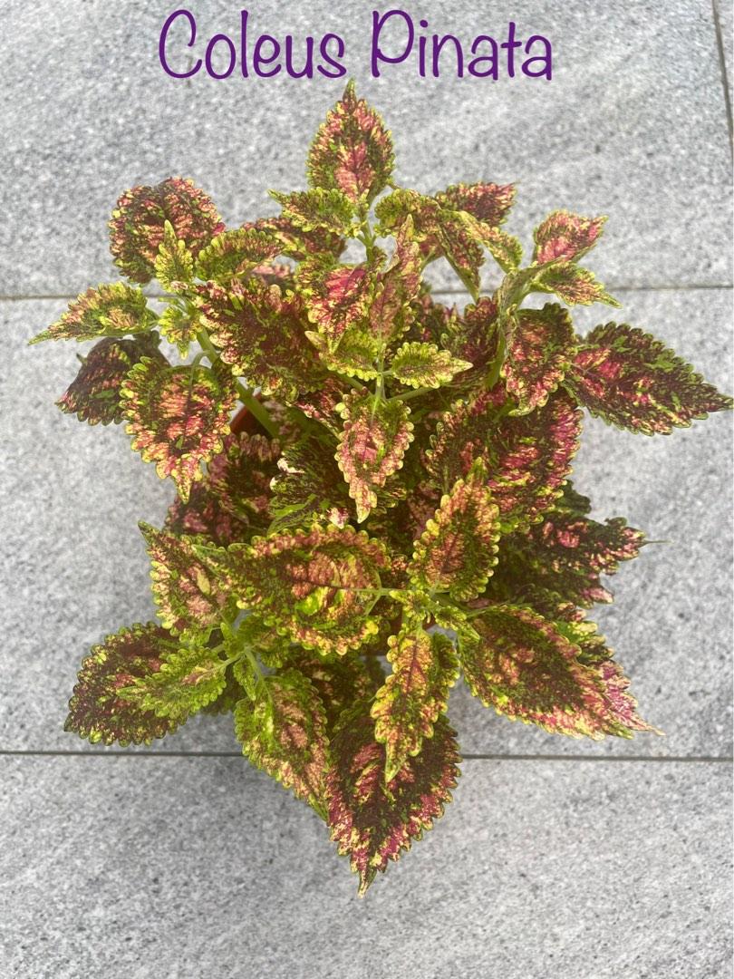 RARE!! Coleus Piñata! ️, Furniture & Home Living, Gardening, Plants ...