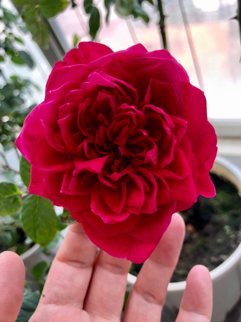 Rose ID “Rouge Royale” medium size, Furniture & Home Living, Gardening ...