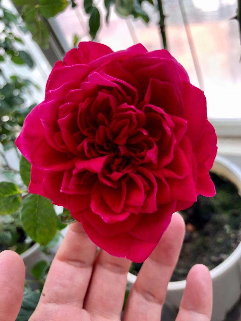 Rose ID “Rouge Royale” medium size, Furniture & Home Living, Gardening ...