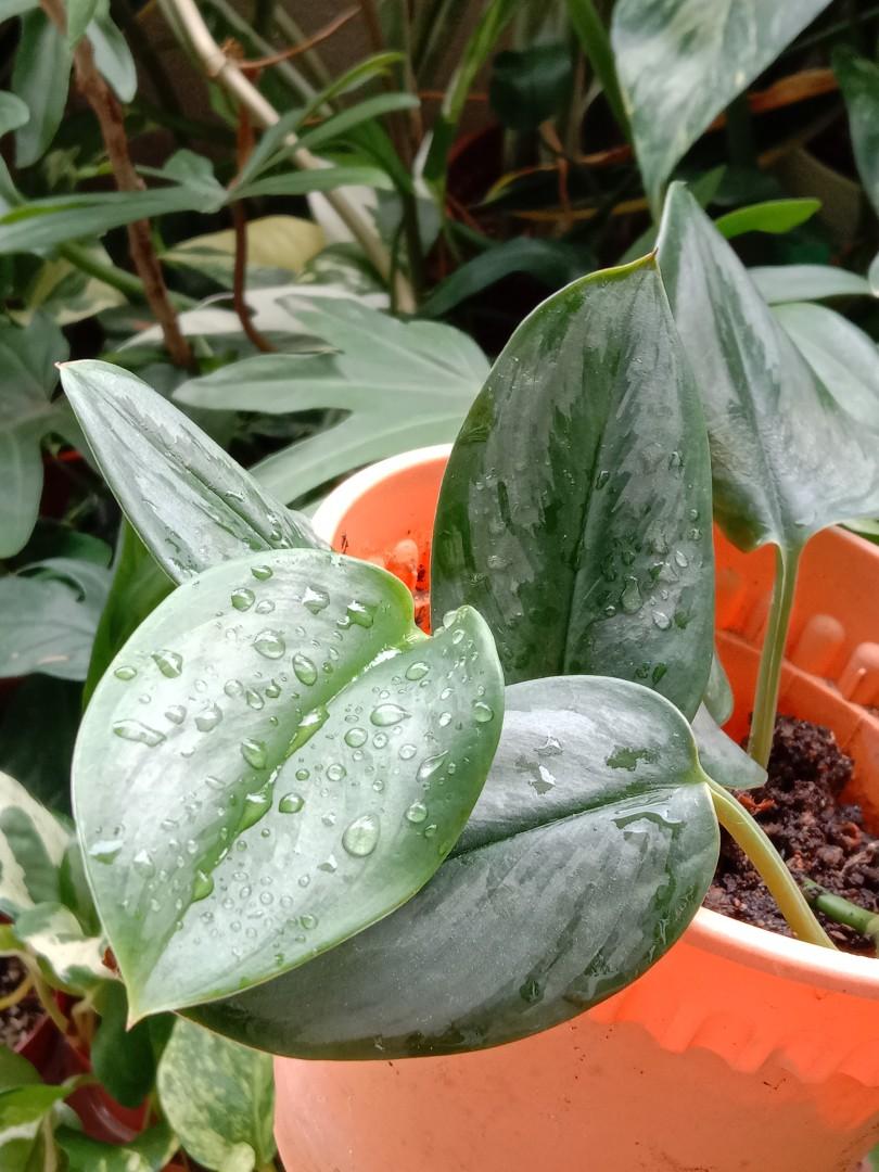 Scindapsus Treubii Moonlight, Furniture & Home Living, Gardening ...