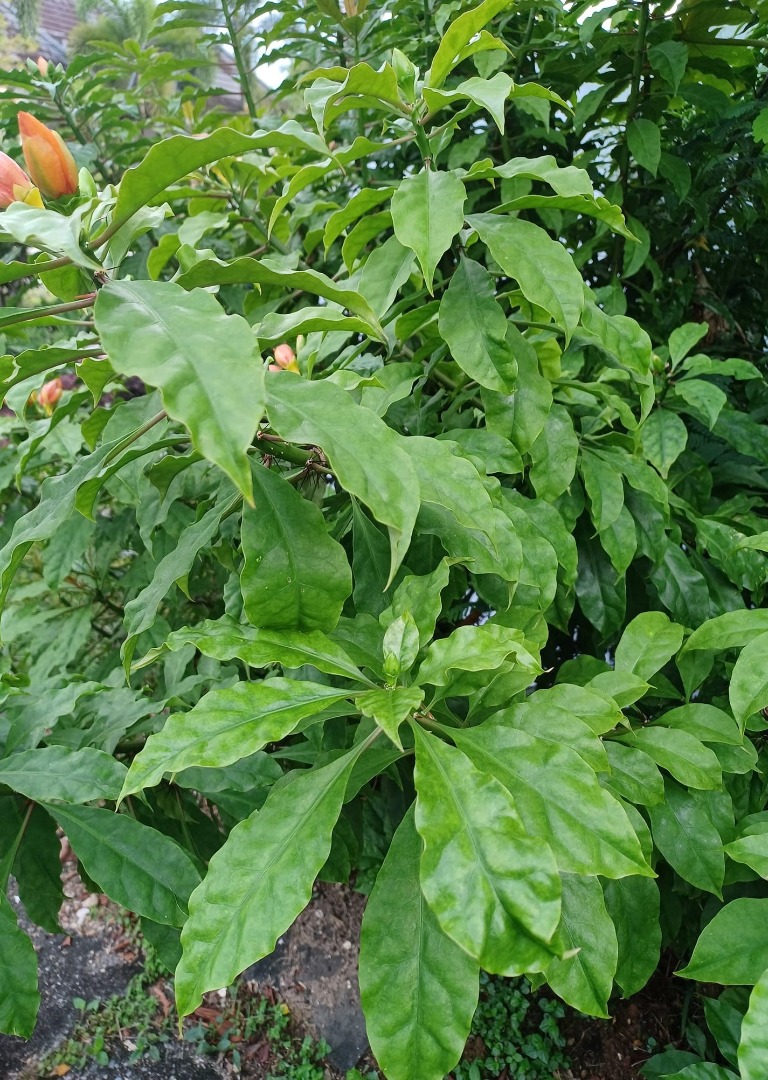 Seven Star Needle/Pereskia Bleo Leaves, Furniture & Home Living ...