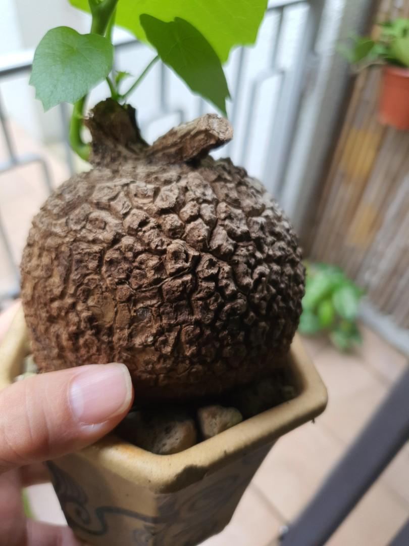 Stephania Suberosa, Furniture & Home Living, Gardening, Plants & Seeds ...