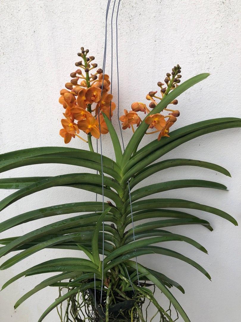 Vanda Orchid Hybrid: Ascocenda Brighton's Gold, Furniture & Home Living ...