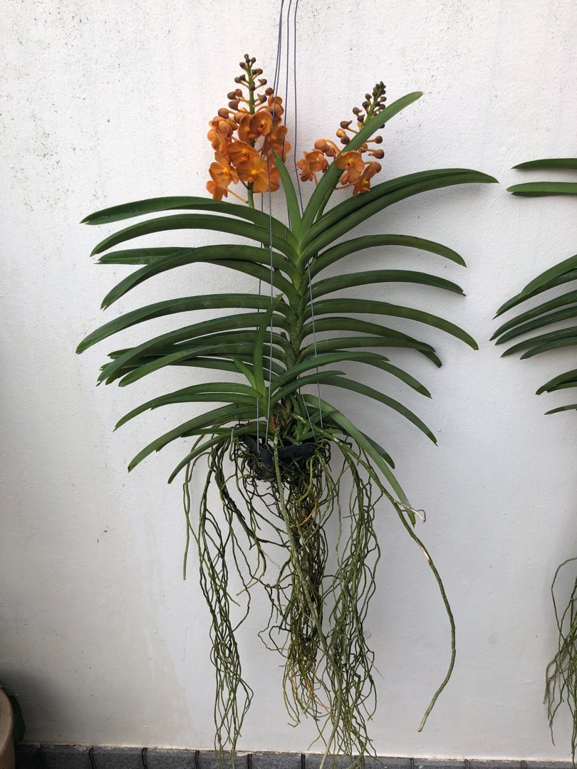 Vanda Orchid Hybrid: Ascocenda Brighton's Gold, Furniture & Home Living ...