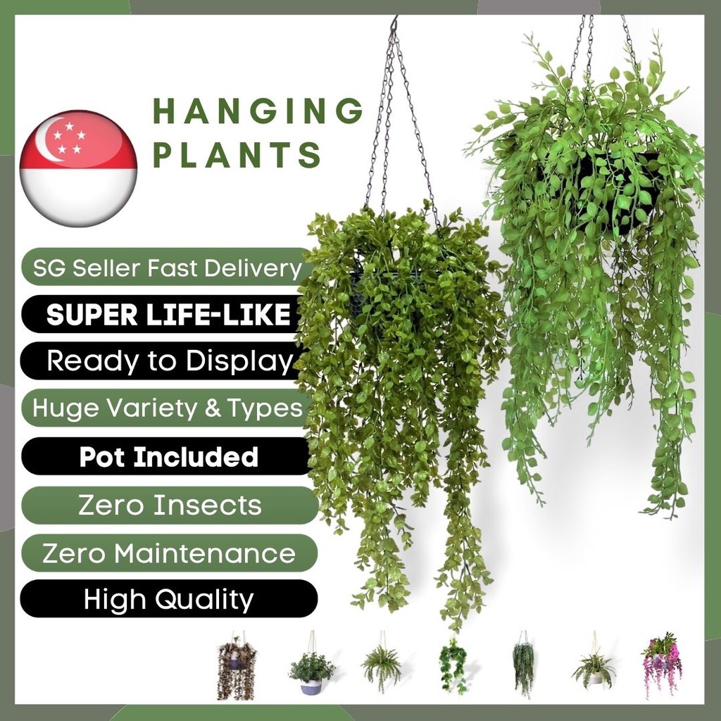 Types Of Hanging Plants
