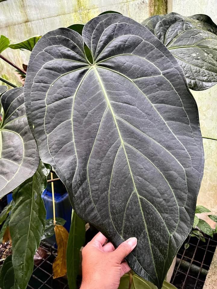 Anthurium 'blue Velvet' Seedling, 49% OFF