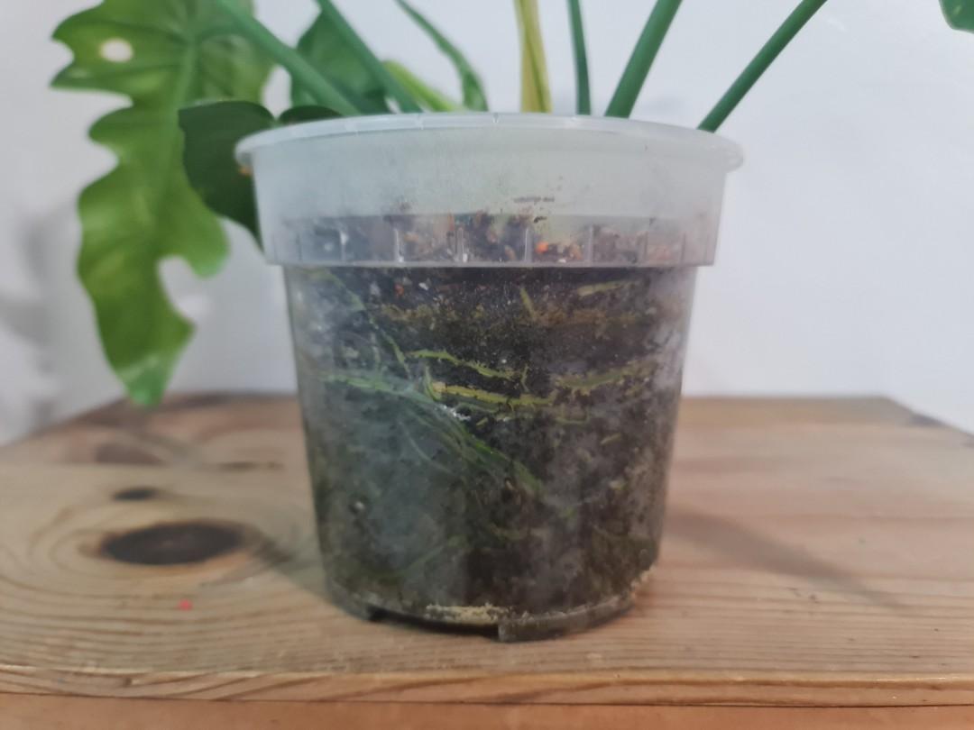 Beautiful Leaf Philodendron Golden Dragon Lime Fiddle Variegated Indoor ...