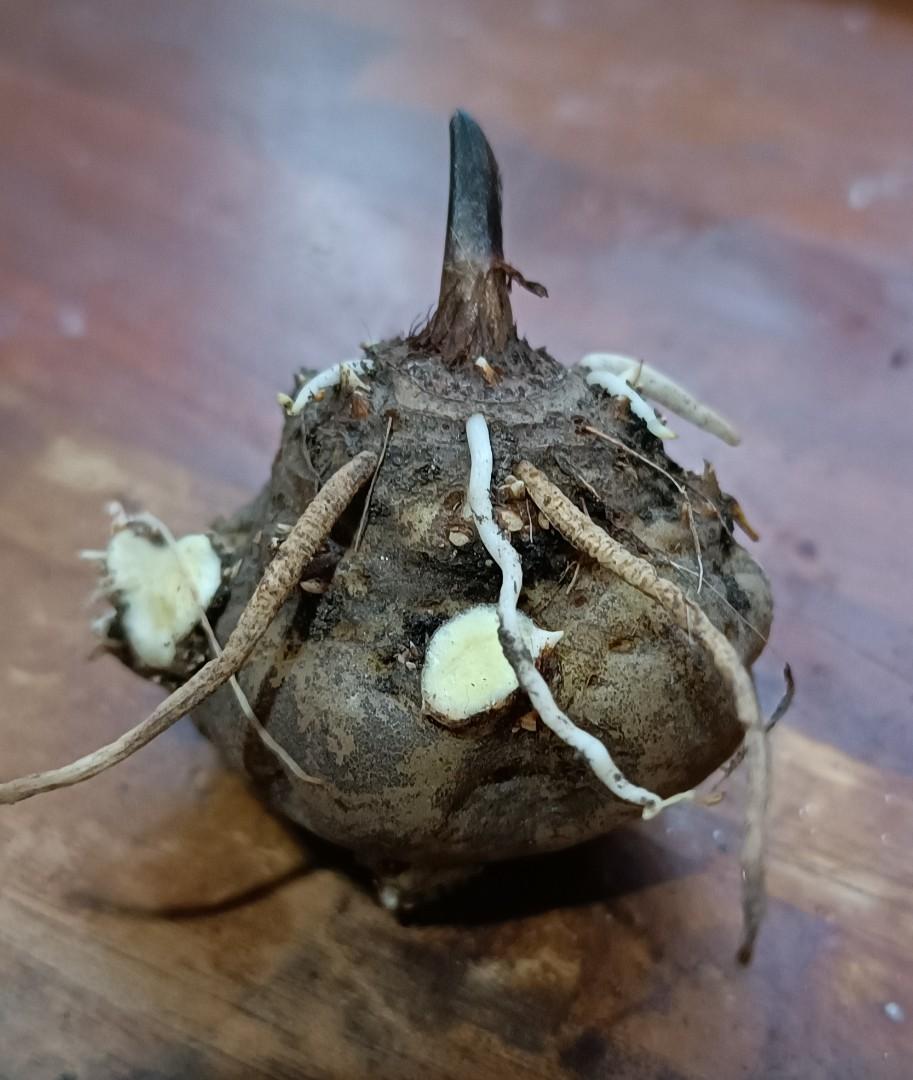 Caladium tuber-Florida Elise, Furniture & Home Living, Gardening ...