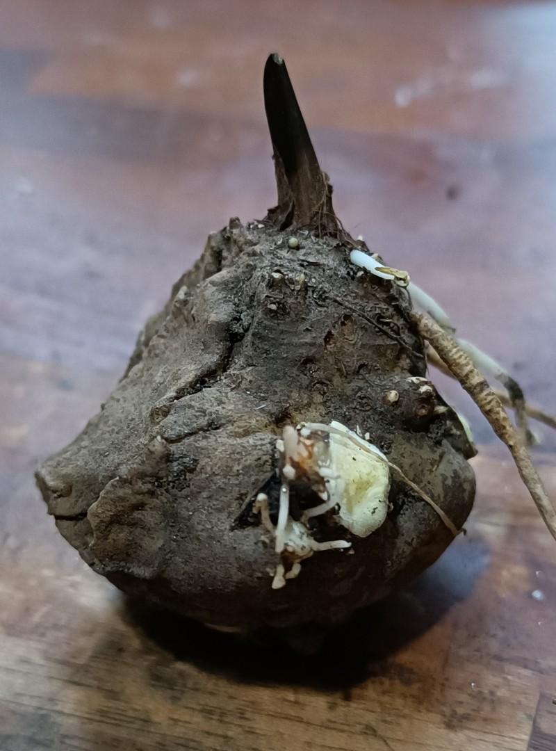 Caladium tuber-Florida Elise, Furniture & Home Living, Gardening ...