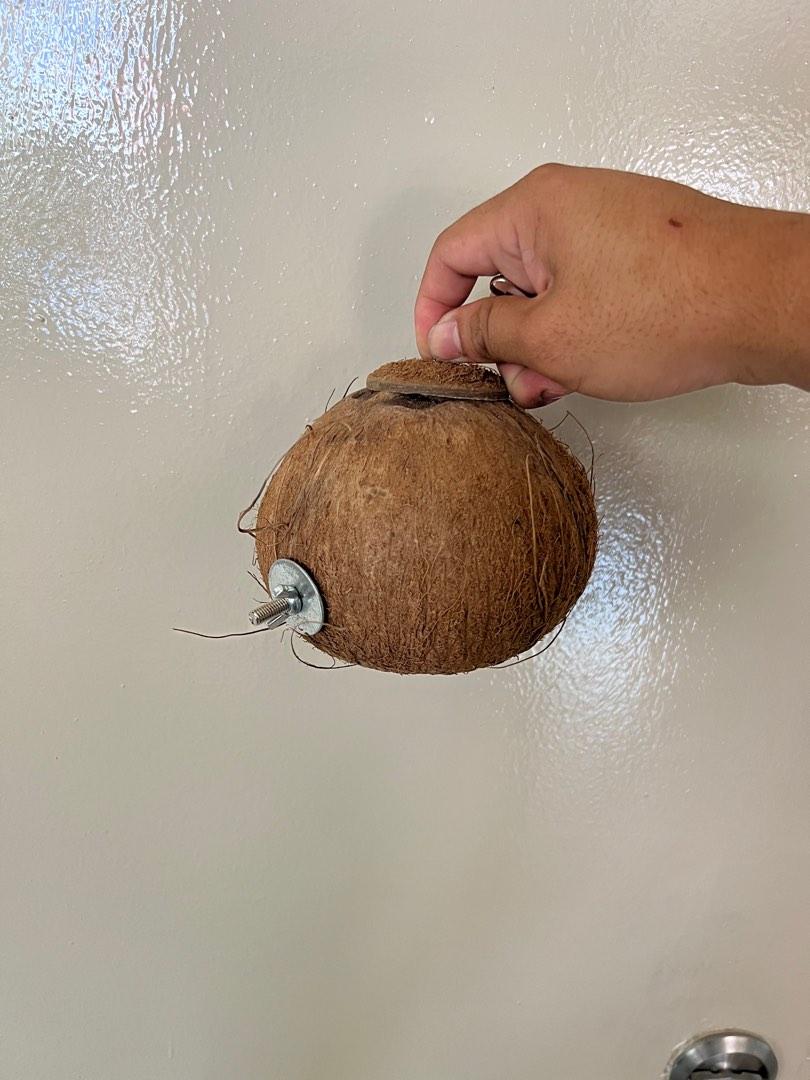 Coconut husk - can fix on cage, Pet Supplies, Homes & Other Pet ...