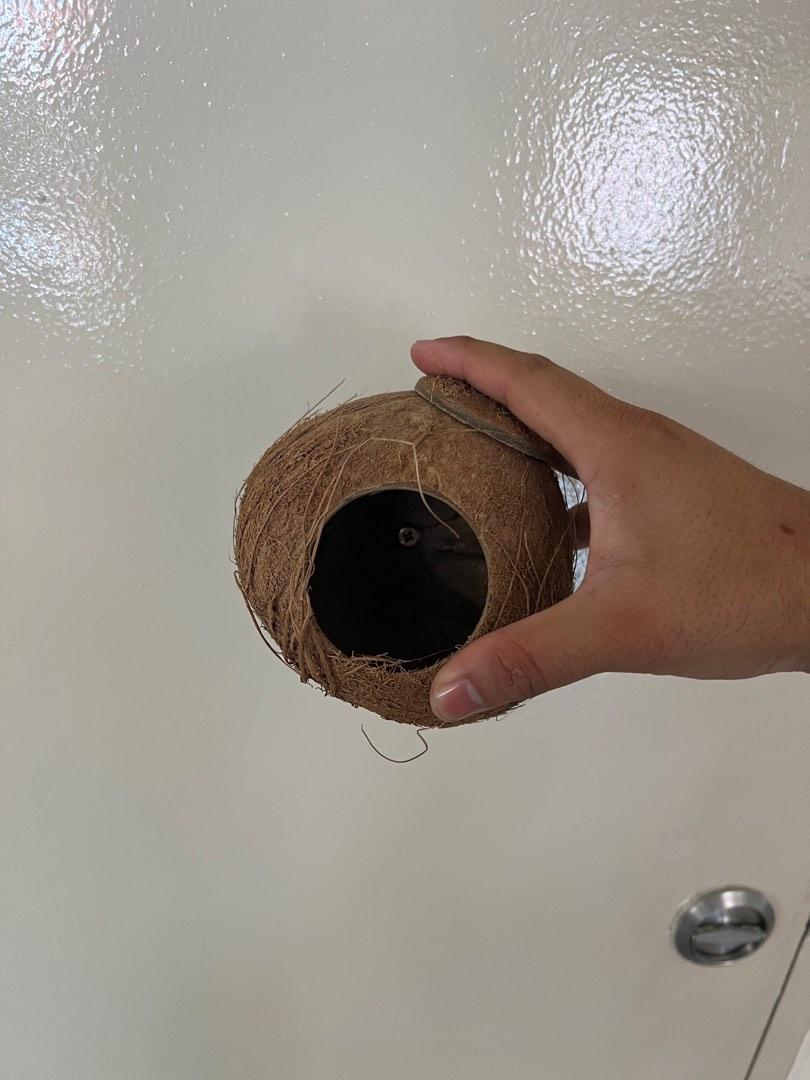 Coconut husk - can fix on cage, Pet Supplies, Homes & Other Pet ...