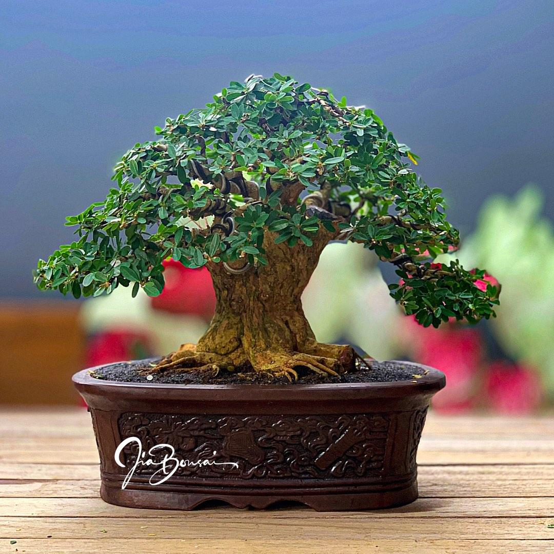 Flowering Linh Sam Bonsai, Furniture & Home Living, Gardening, Plants ...