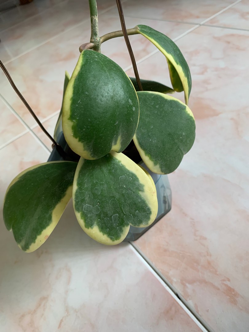 Hoya Kerrii In Leca Furniture Home Living Gardening Plants Seeds hoya-kerrii-in-leca-furniture-home-living-gardening-plants-seeds