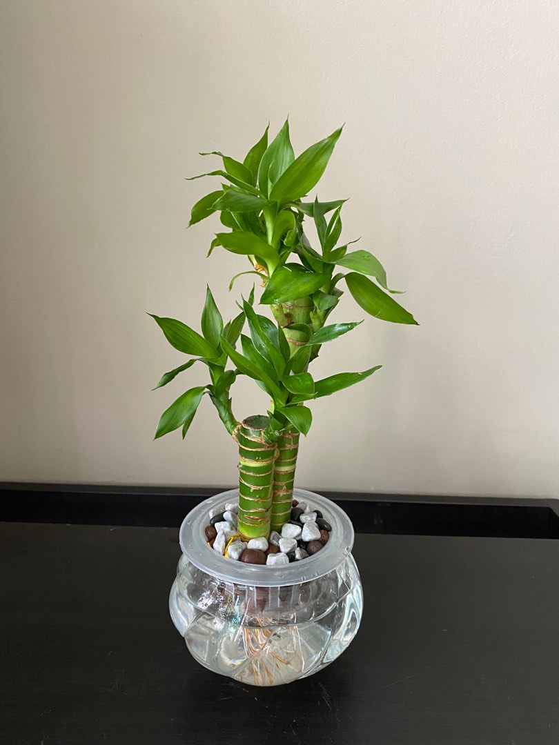 Hydroponic Lotus Bamboo 水培荷叶竹, Furniture & Home Living, Gardening ...