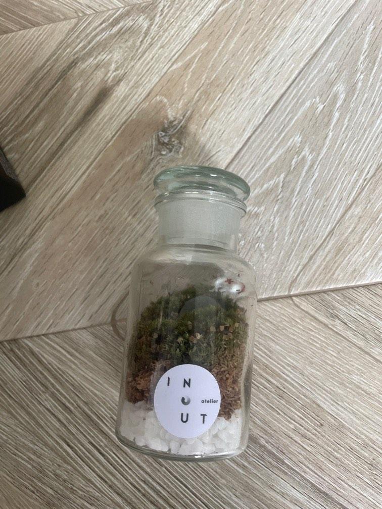 Pre made terrarium, Furniture & Home Living, Gardening, Plants & Seeds ...