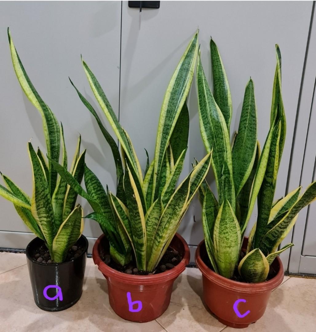Tall Snake plant / Sansevieria (58 cm), Furniture & Home Living ...