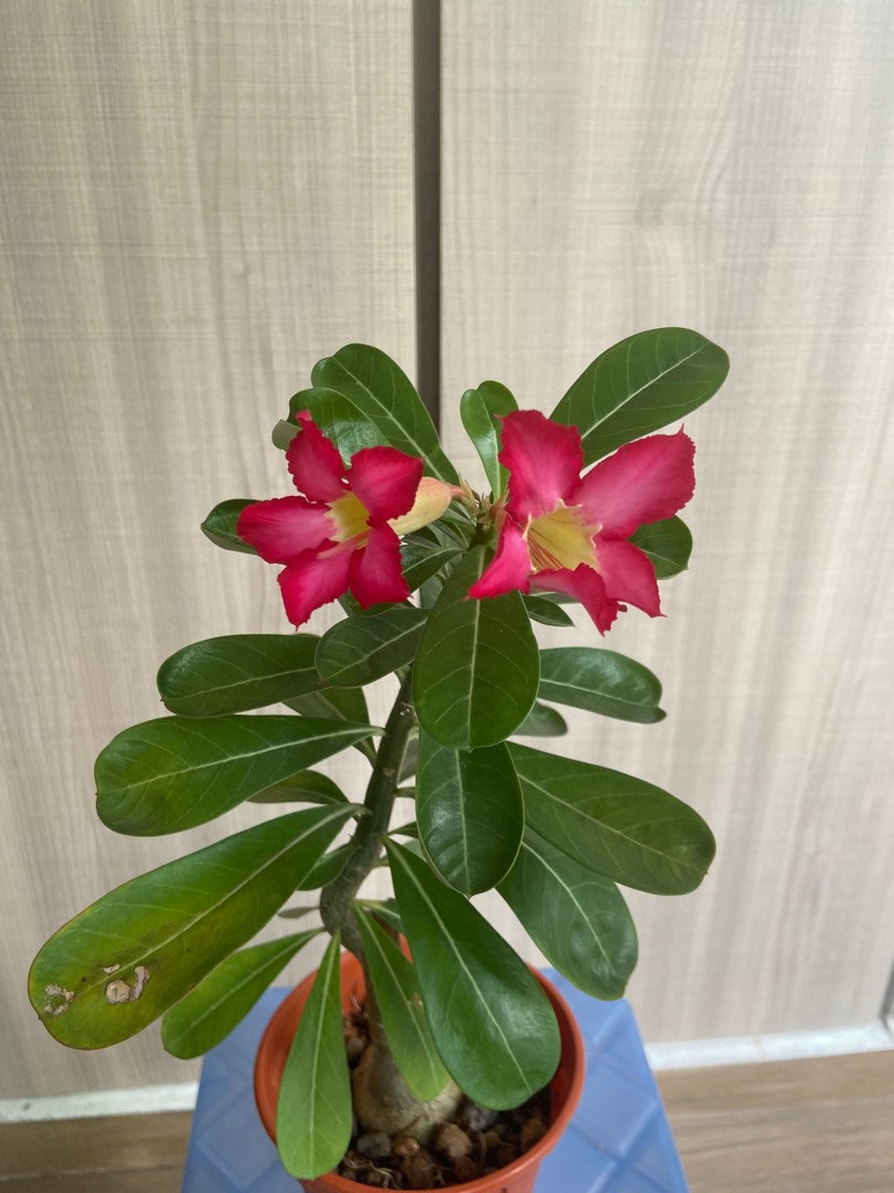 Adenium Desert Rose, Furniture & Home Living, Gardening, Plants & Seeds ...