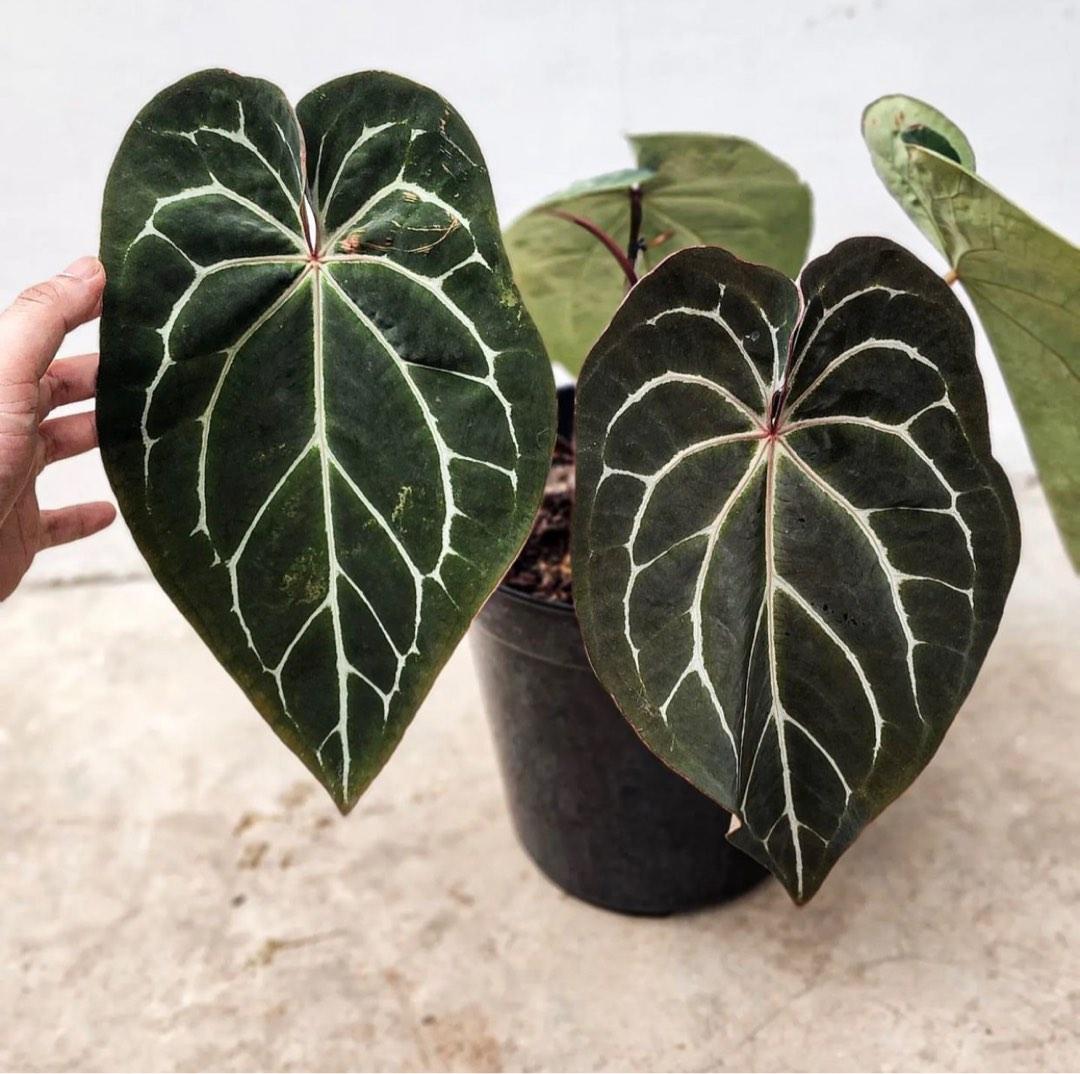 Anthurium “Big foot”, Furniture & Home Living, Gardening, Plants ...