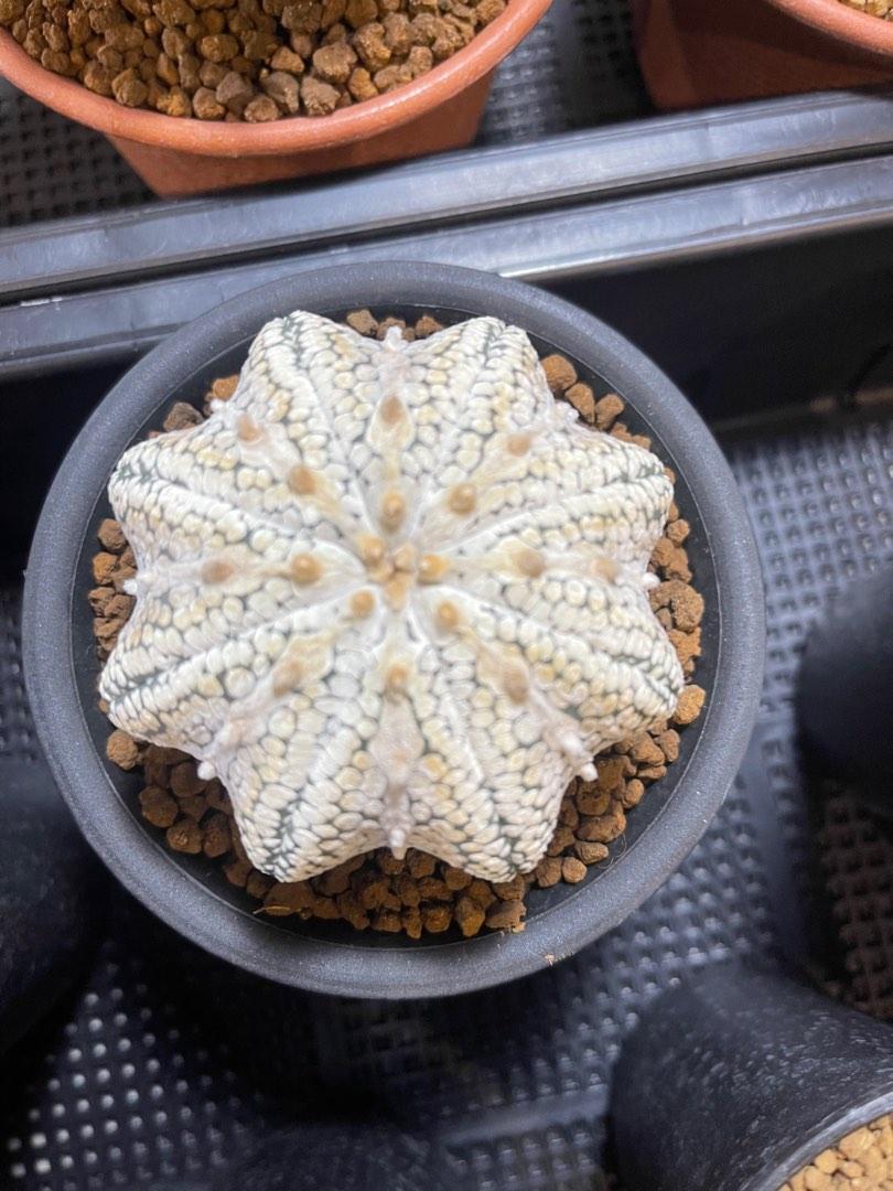 Astrophytum Miracle grown from seed, Furniture & Home Living, Gardening ...