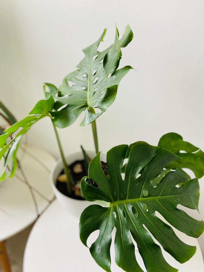 Big size monstera deliciosa, Furniture & Home Living, Gardening, Plants ...