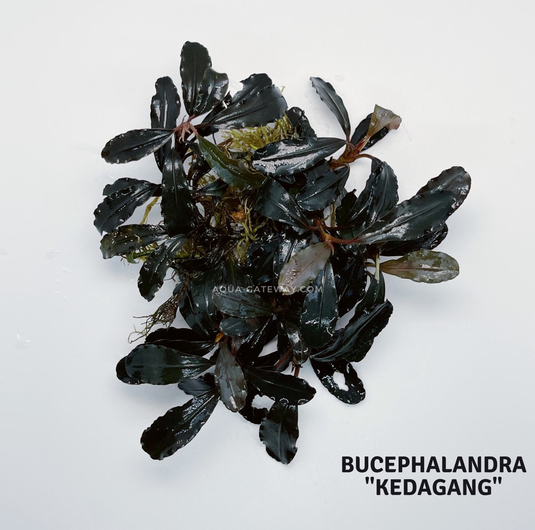 Bucephalandra Clump, Furniture & Home Living, Gardening, Plants & Seeds ...
