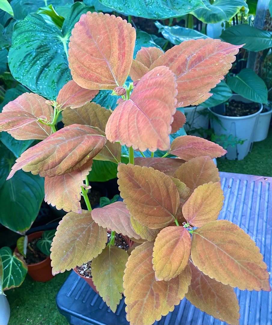 Coleus - Sedona sunset (Orange copper), Furniture & Home Living ...