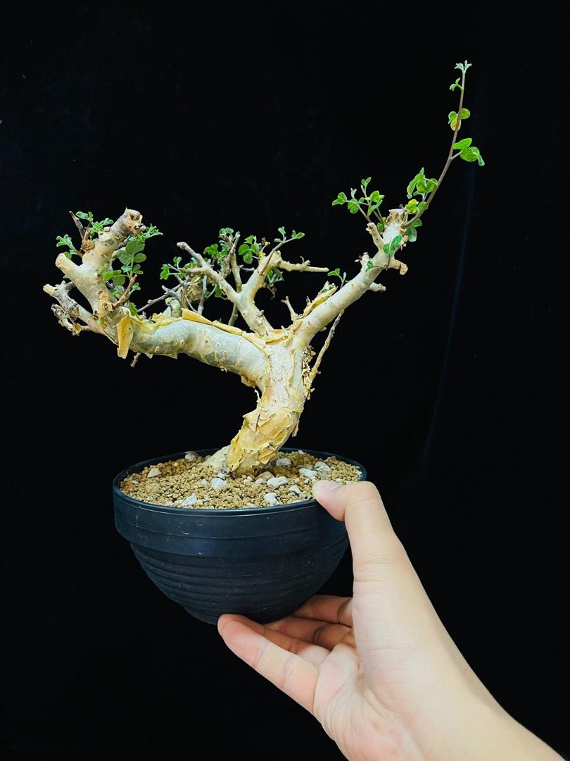 Commiphora stocksiana, Furniture & Home Living, Gardening, Plants ...