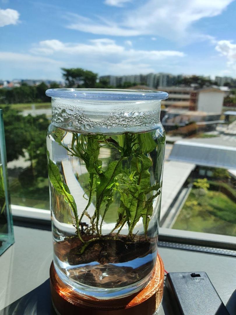 DIY underwater terrarium (personalisation available), Furniture & Home ...