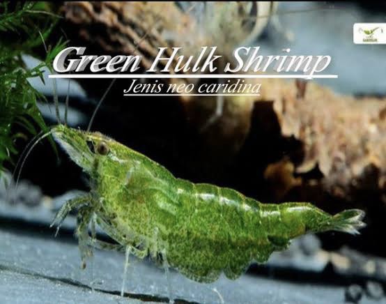 Green hulk shrimp, Pet Supplies, Homes & Other Pet Accessories on Carousell