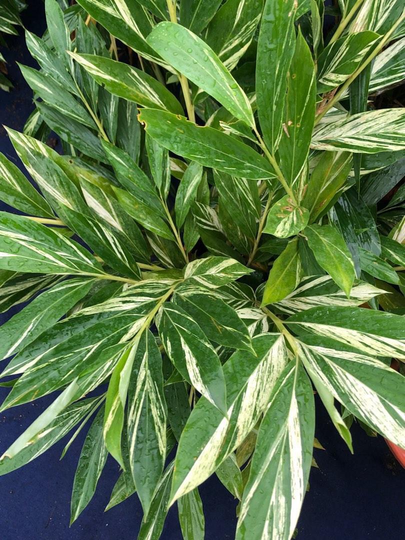 Large -Variegated Alphina Shell Ginger Plant, Furniture & Home Living ...