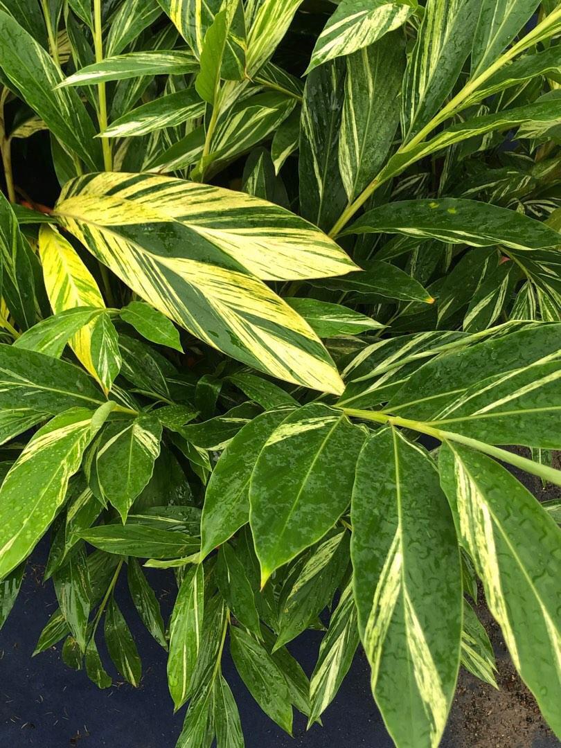 Large -Variegated Alphina Shell Ginger Plant, Furniture & Home Living ...